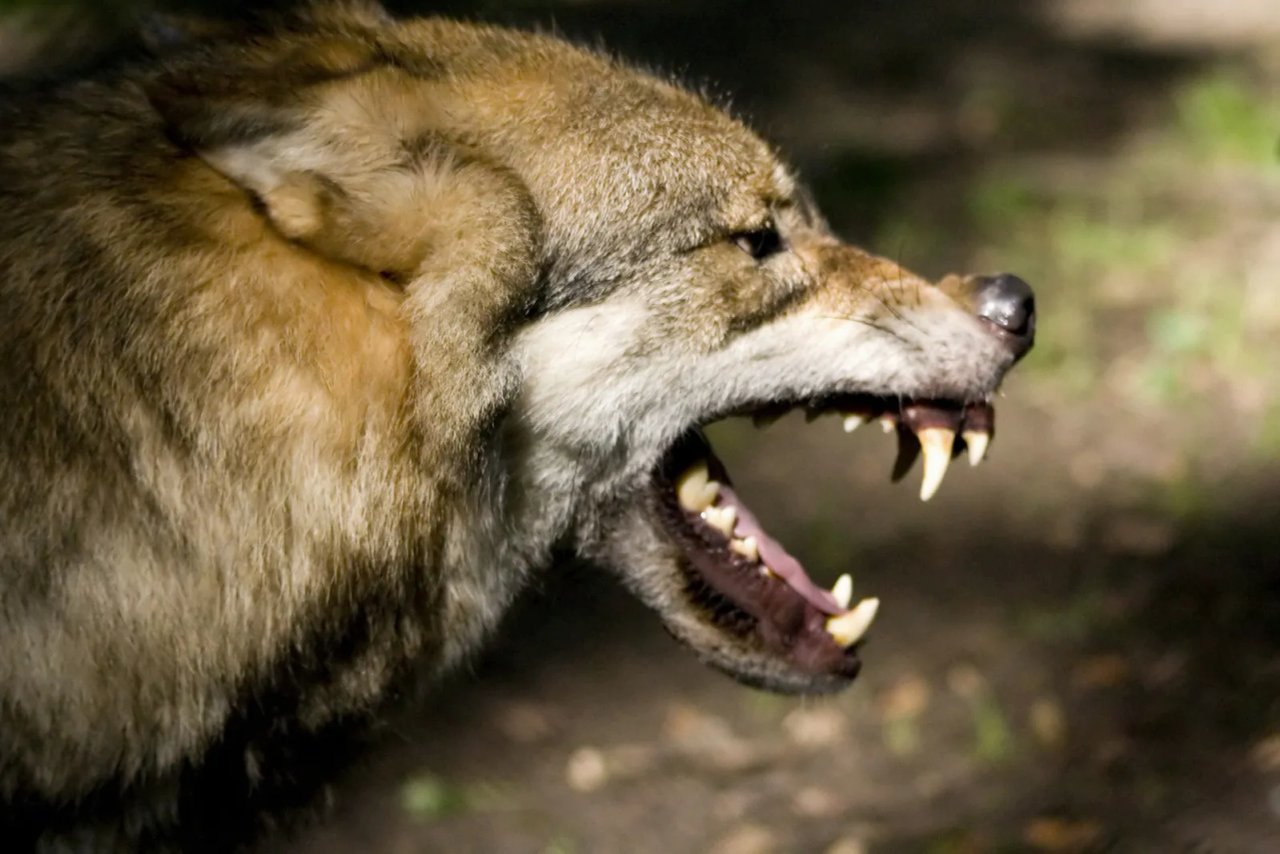 Des Menschen Wolf – Gruppenbezogene Menschenfeindlichkeit | FREILICH ...